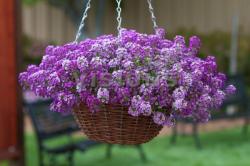 ALISUM (Alyssum maritima)LJUBIČASTI - 100 semena