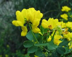 Coronilla glauca 15 semenki