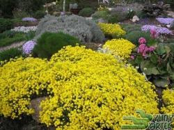 ŽUTI ALISUM(Alyssum saxatile) - 80SEMENA