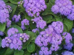 GORUĆA LJUBAV (Ageratum houstonianum) - 100+ semena