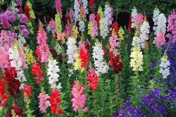 ZEVALICA (Antirrhinum majus) - 100+ semena