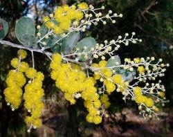 Acacia podalyriifolia - pearl acacia