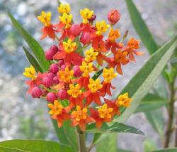 Asclepias currasavica - Mexican Butterfly milkweed