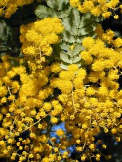 Acacia baileyana - Golden Mimosa