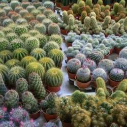 Cactus mix