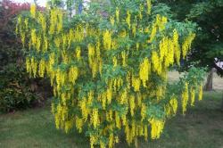 zuta kisa-laburnum 70 semena