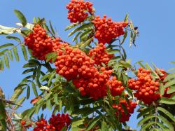 Jarebika (Sorbus aucuparia) Seme