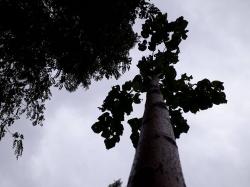 Paulownia semena brzorastuceg drveta