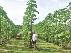 Paulownia semena-krenula setva