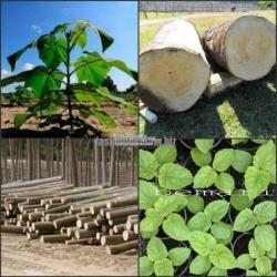 Paulownia semena i sadnice