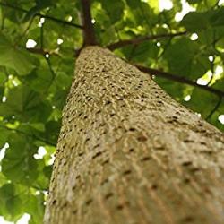 Paulownia semena brzorastuceg drveta