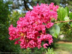 Lagerstroemia indica - Kineski jorgovan (seme)