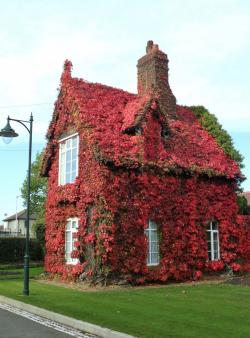 trolisna lozica parthenocissus tricuspidata-seme