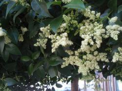 Ligustrum lucidum (seme)