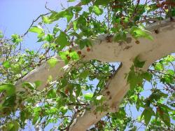 Platanus - Platan (seme)