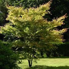 acer negundo