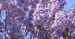 Paulownia elongata - Paulovija (100+ semenki!)