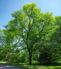 Gleditsia triacanthos (seme) Gledicija