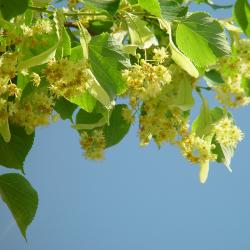 Tilia cordata - Sitnolisa lipa (seme)