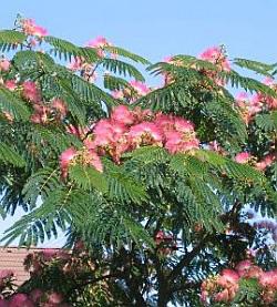 Albizia julibrissin - Albicija svileno drvo (seme)