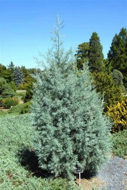 Cupressus arizonica - Arizonski cempres (seme)