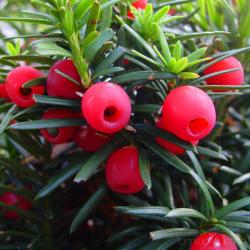 Taxus baccata - Tisa (seme)