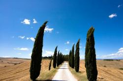 Mediteranski cempres - Cupressus sempervirens stricta (seme)