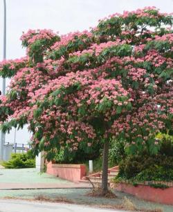 Albizia julibrissin - Albicija svileno drvo (seme)