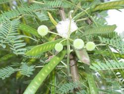 Acacia leucocephala - Wild Tamarin