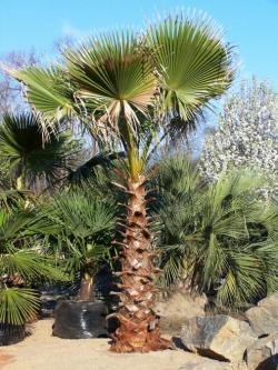 Washingtonia robusta - Mexican fan palm