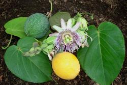 Passiflora ligularis (seme) Passion fruit