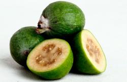 Feijoa (seme) Acca sellowiana