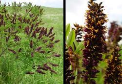 Bagremac - Amorpha fruticosa (seme)