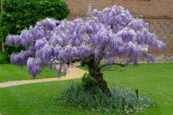 Wisteria - Plava kisa (5 semenki)