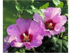 baštenski hibiskus-sirijska ruža