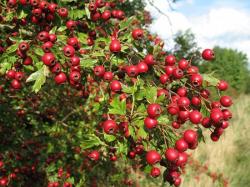 Crataegus monogyna - Glog (seme)