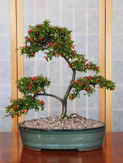 Cotoneaster horizontalis - Dunjarica seme