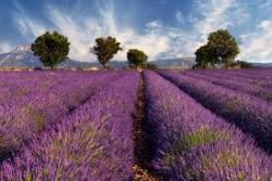 LAVANDA (Lavandula spicata) - 50 semena