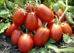 šeri paradajz 50sem