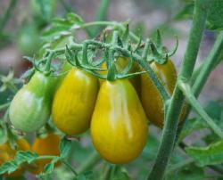 Stara sorta Zelena kruska paradajz (seme) Heirloom