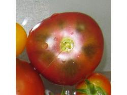 paradajz stara sorta