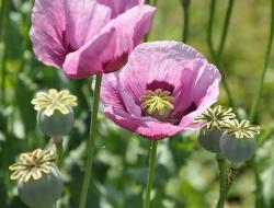 Papaver somniferum - Mak (seme)