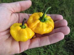 Jamaican yellow (seme) cili paprika