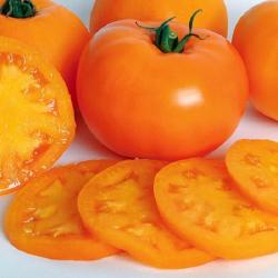 Narandzasti paradajz stara sorta (seme) Heirloom