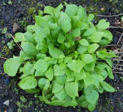 Zimski prkos ( Claytonia perfoliata ) Bunarka