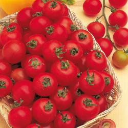 Cherry belle paradajz krupni (seme)