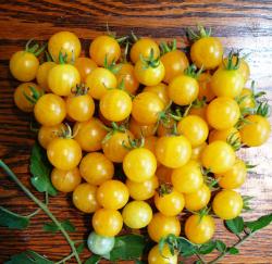 Cherry zuti paradajz (seme)