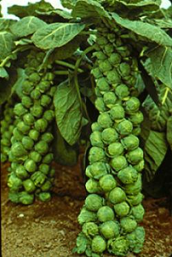 Brassica oleracea var gemmifera - Kelj pupcar (50 semenki)
