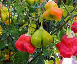 Paprika Harlekinova kapa - Capsicum baccatum (seme) Bishop red