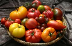 Mix starih sorti paradajza Heirloom (seme)